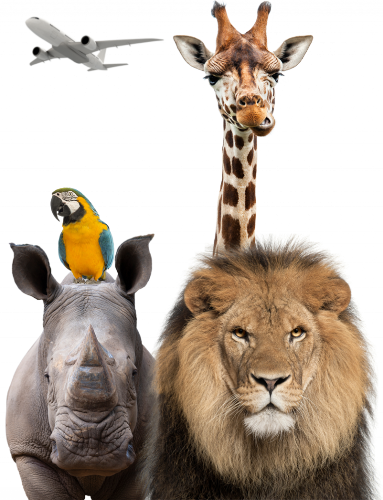 Shipping Livestock, Exotic Wildlife & Domestic Pets