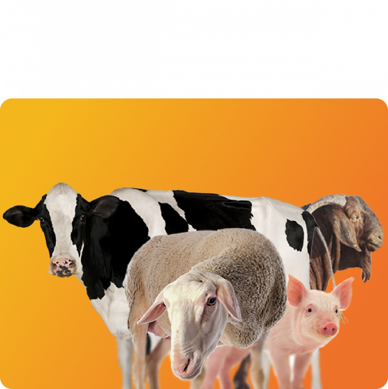 Shipping Livestock, Exotic Wildlife & Domestic Pets