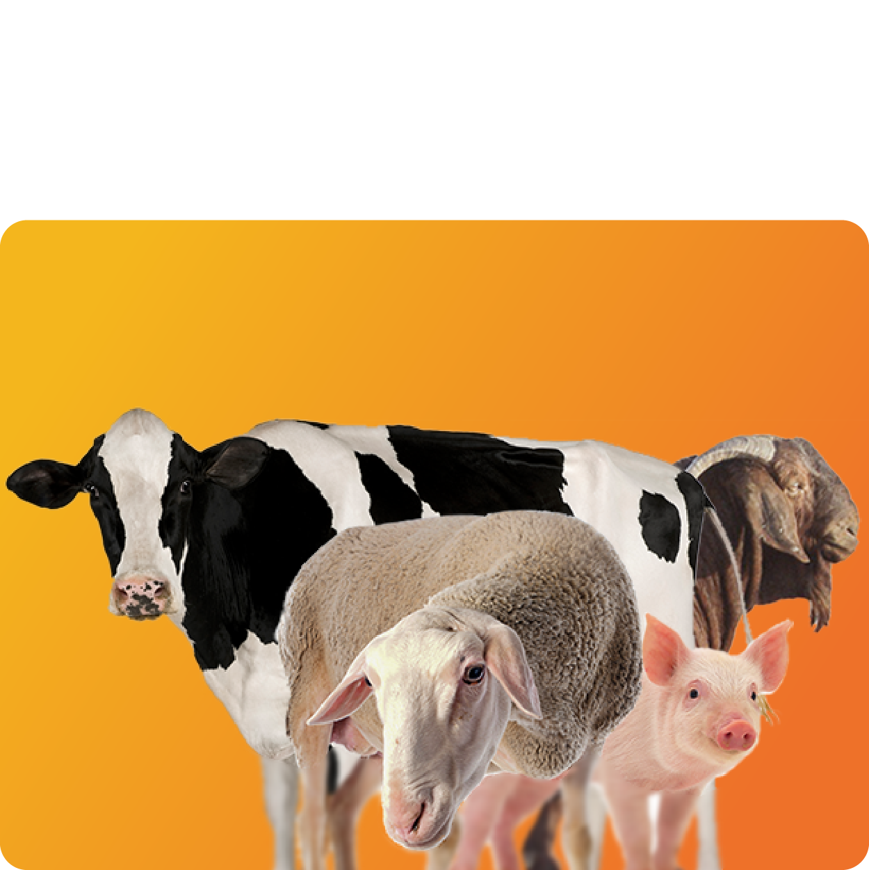Shipping Livestock, Exotic Wildlife & Domestic Pets